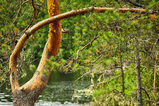 Pine-Tree bilder – Bläddra bland 15,857 stockfoton, vektorer och videor ...