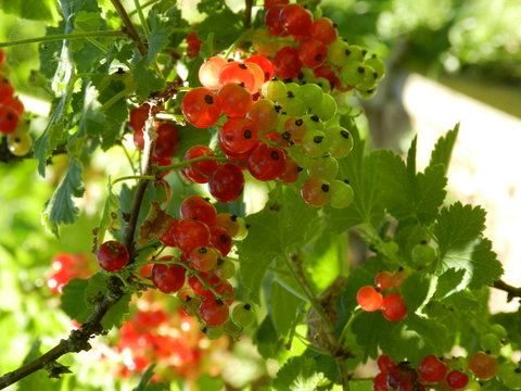 Groseille Bilder – Durchsuchen 2,606 Archivfotos, Vektorgrafiken und ...