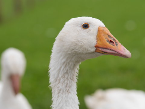 Mastgans Bilder – Durchsuchen 482 Archivfotos, Vektorgrafiken und ...