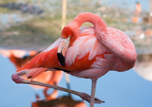 "American Flamingo" Images – Browse 8,555 Stock Photos, Vectors, and ...
