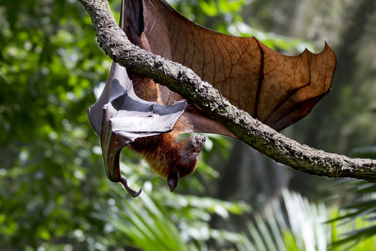 รูปภาพFlying-Fox – เลือกดูภาพถ่ายสต็อก เวกเตอร์ และวิดีโอ949 | Adobe Stock