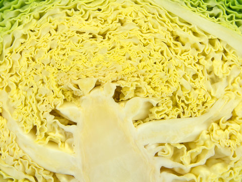 รูปภาพKopfkohl – เลือกดูภาพถ่ายสต็อก เวกเตอร์ และวิดีโอ198 | Adobe Stock