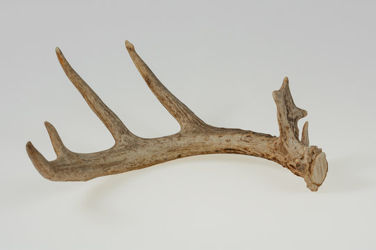 Antler Mount Images – HD & 4K Photos Free to Download | PikWizard
