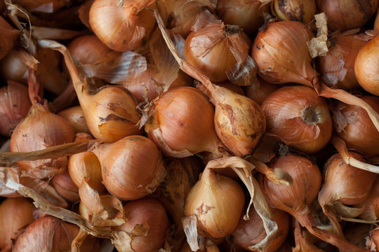 Cebula 이미지 – 찾아보기 6,094 스톡 사진, 벡터 및 비디오 | Adobe Stock