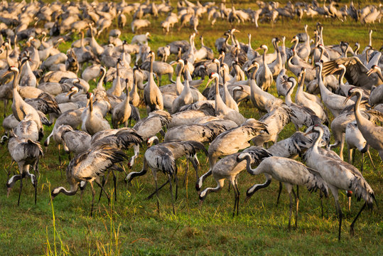 รูปภาพAgamon – เลือกดูภาพถ่ายสต็อก เวกเตอร์ และวิดีโอ558 | Adobe Stock