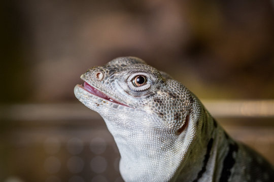 Scheusal bilder – Bläddra bland 339 stockfoton, vektorer och videor ...