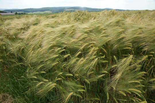 รูปภาพGerste – เลือกดูภาพถ่ายสต็อก เวกเตอร์ และวิดีโอ18,472 | Adobe Stock