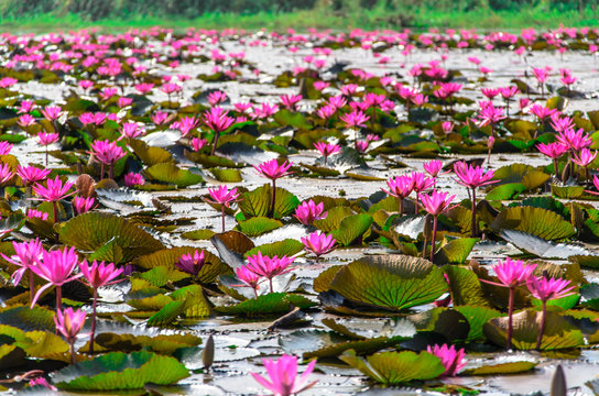 "Lotus Field" Images – Browse 220 Stock Photos, Vectors, and Video ...
