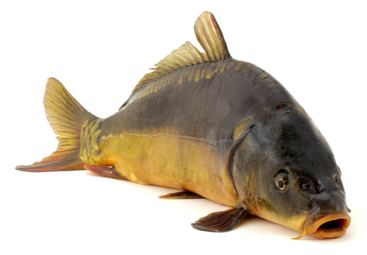 Karp Images – Browse 1,000 Stock Photos, Vectors, and Video | Adobe Stock