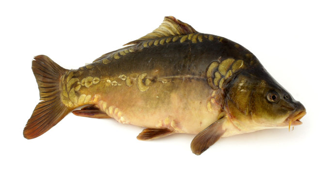 Imágenes de Karp: descubre bancos de fotos, ilustraciones, vectores y ...