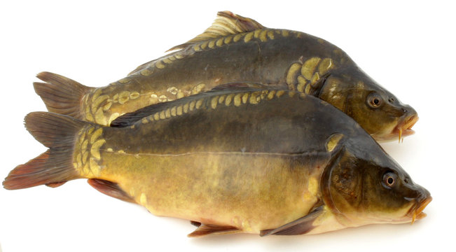 Karp Images – Browse 1,000 Stock Photos, Vectors, and Video | Adobe Stock