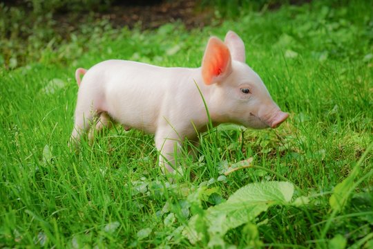「Ferkelzucht」の写真素材 | 18件の無料イラスト画像 | Adobe Stock