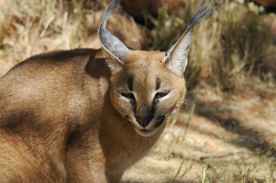 155 BEST Karakal IMAGES, STOCK PHOTOS & VECTORS | Adobe Stock