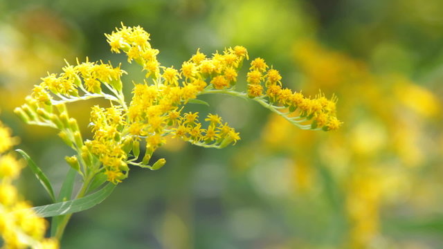 Goldenrod Images – Browse 16,995 Stock Photos, Vectors, and Video ...
