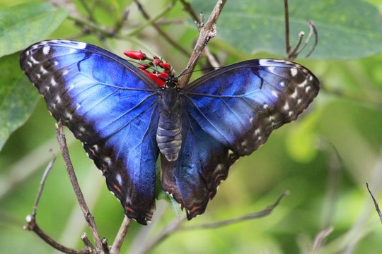 "Common Morpho" Images – Browse 203 Stock Photos, Vectors, and Video ...