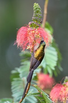 รูปภาพNectarinia – เลือกดูภาพถ่ายสต็อก เวกเตอร์ และวิดีโอ812 | Adobe Stock