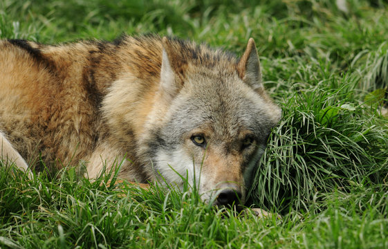 Wolfsaugen Images – Browse 64 Stock Photos, Vectors, and Video | Adobe ...