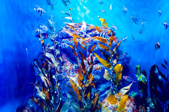 Saltwater Images – Browse 421,224 Stock Photos, Vectors, and Video ...