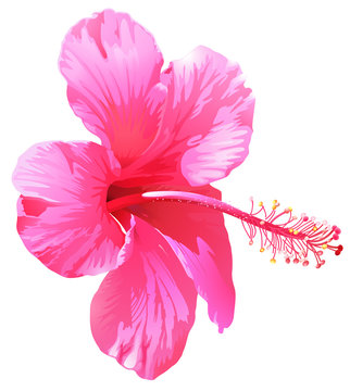 Parts Of Gumamela Flower And Their Functions Ppt | Best Flower Site