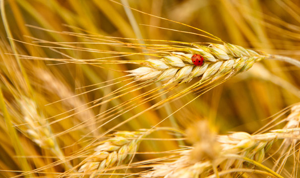 "Spiga Di Grano" Images – Browse 524 Stock Photos, Vectors, and Video ...