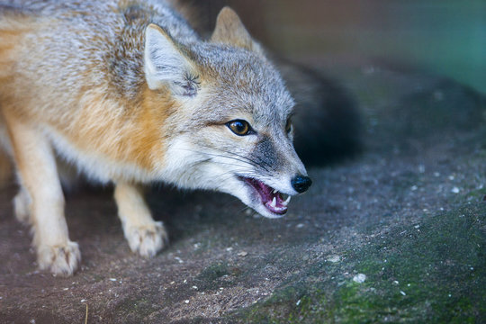 Grommende Images – Browse 8 Stock Photos, Vectors, and Video | Adobe Stock