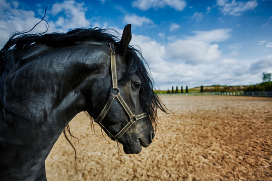 13,663개의 최고 Frisian 이미지, 스톡 사진 및 벡터 | Adobe Stock
