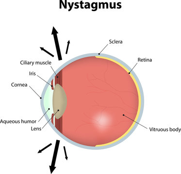 Ciliary Muscle Diagram