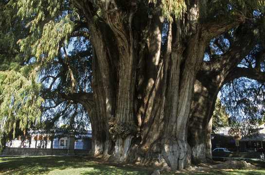 Ahuehuete Bilder – Durchsuchen 239 Archivfotos, Vektorgrafiken und ...
