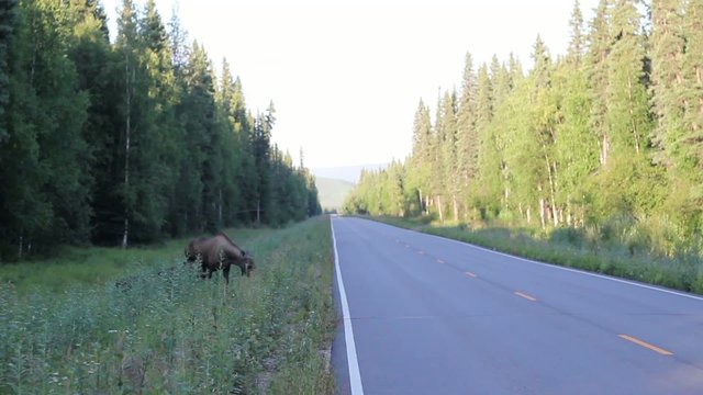 Moose On Road Images – Browse 2,346 Stock Photos, Vectors, and Video ...