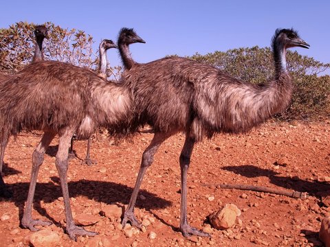 Emus Images – Parcourir 2,006 le catalogue de photos, vecteurs et ...
