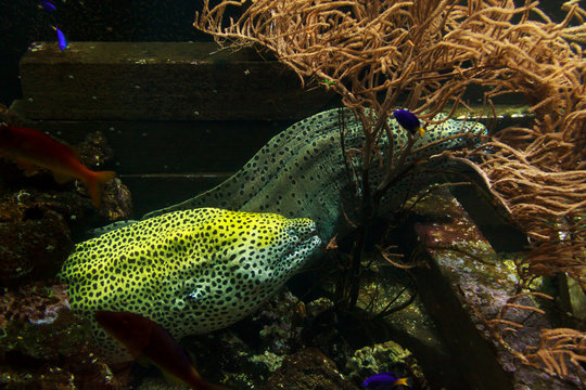 Muraine Images – Browse 19 Stock Photos, Vectors, and Video | Adobe Stock