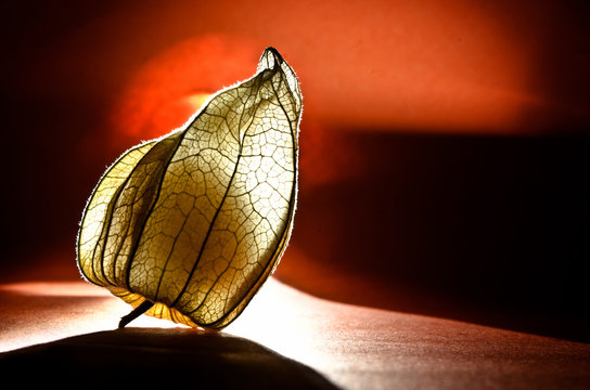 Judenkirsche bilder – Bläddra bland 360 stockfoton, vektorer och videor ...