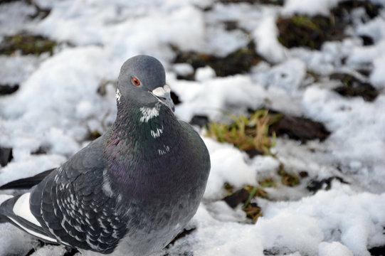Zuchttauben Bilder – Durchsuchen 298 Archivfotos, Vektorgrafiken und ...