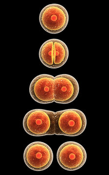 63 BEST Amitosis IMAGES, STOCK PHOTOS & VECTORS | Adobe Stock