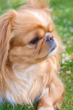 Pechinese Images – Browse 54 Stock Photos, Vectors, and Video | Adobe Stock