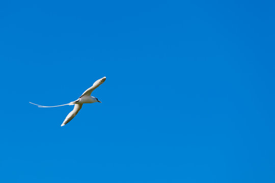 Paille-En-Queue Images – Browse 75 Stock Photos, Vectors, and Video ...