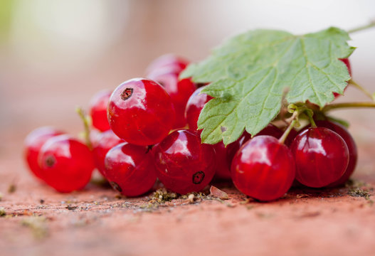 Ribisel-Bilder: Stock-Fotos & -Videos. | Adobe Stock
