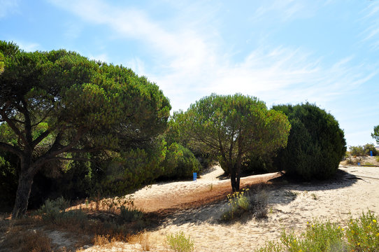 รูปภาพDonana – เลือกดูภาพถ่ายสต็อก เวกเตอร์ และวิดีโอ1,537 | Adobe Stock