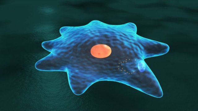 Amoeba Proteus Images – Browse 692 Stock Photos, Vectors, and Video ...