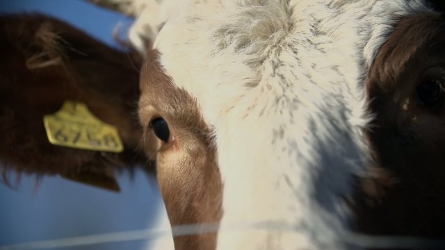 "Cow Eyes" Images – Browse 187 Stock Photos, Vectors, and Video | Adobe ...