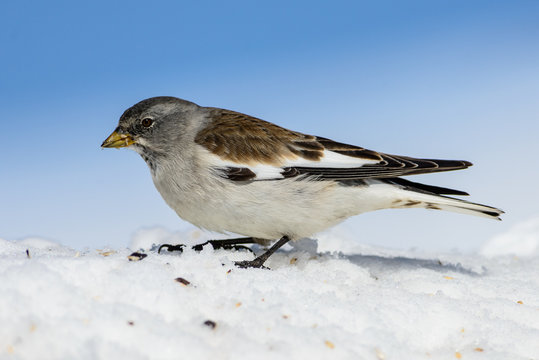 59 BEST Fringuelli IMAGES, STOCK PHOTOS & VECTORS | Adobe Stock