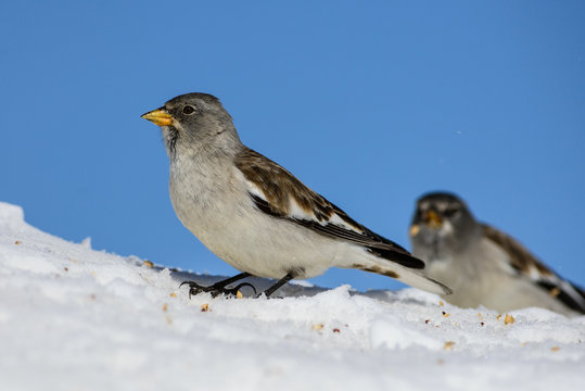 59 BEST Fringuelli IMAGES, STOCK PHOTOS & VECTORS | Adobe Stock