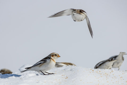 59 BEST Fringuelli IMAGES, STOCK PHOTOS & VECTORS | Adobe Stock