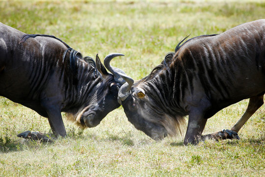 Imágenes de Faiting: descubre bancos de fotos, ilustraciones, vectores ...