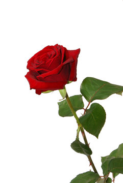 รูปภาพRosenblatt – เลือกดูภาพถ่ายสต็อก เวกเตอร์ และวิดีโอ1,370 | Adobe ...