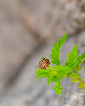 Dorifor - Images et vidéos libres de droits | Adobe Stock