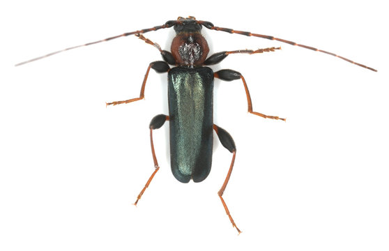 Phymatodes Images – Browse 58 Stock Photos, Vectors, and Video | Adobe ...