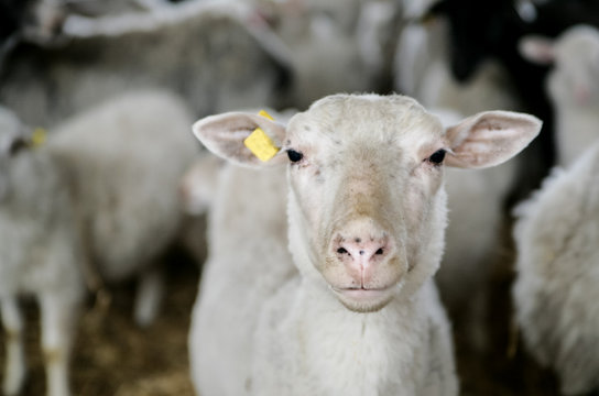 "Intent Look" Bilder – Durchsuchen 176 Archivfotos, Vektorgrafiken und ...
