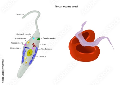 "trypanosoma cruzi, protozoo, parassita" Stock image and royalty-free ...
