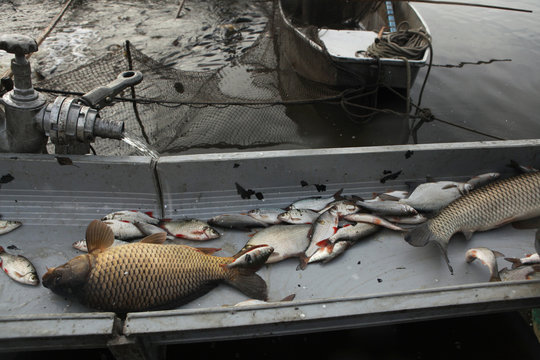 "Mass Fishing" Bilder – Durchsuchen 34 Archivfotos, Vektorgrafiken und ...